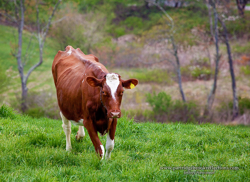 Getting it Right in the Digital Camera : Cows Gone Wild